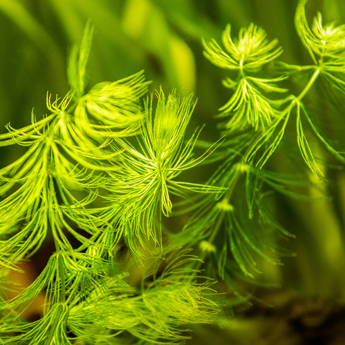 Elodea