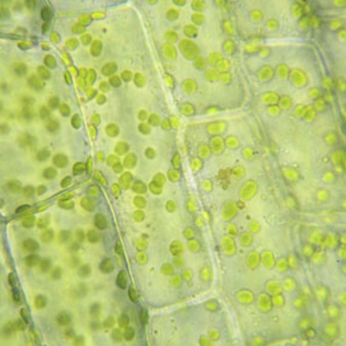 Elodea